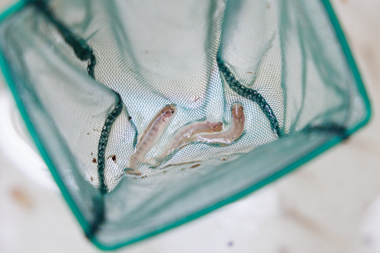 Efforts at the Tennessee Aquarium work to increase Brook Trout populations - Fresh Take Tennessee